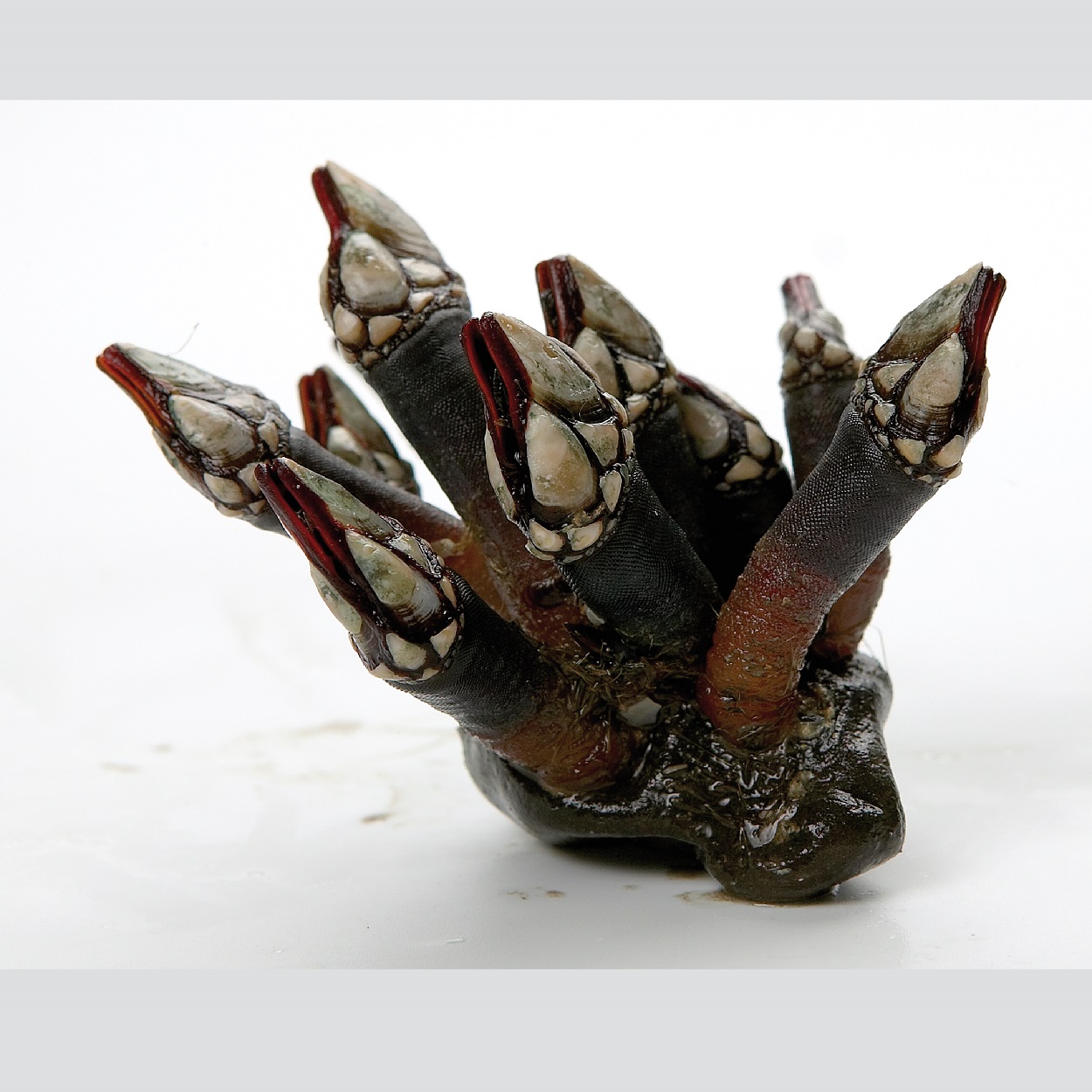 PERCEBE MARROQUÍ - wp.maresmar.com